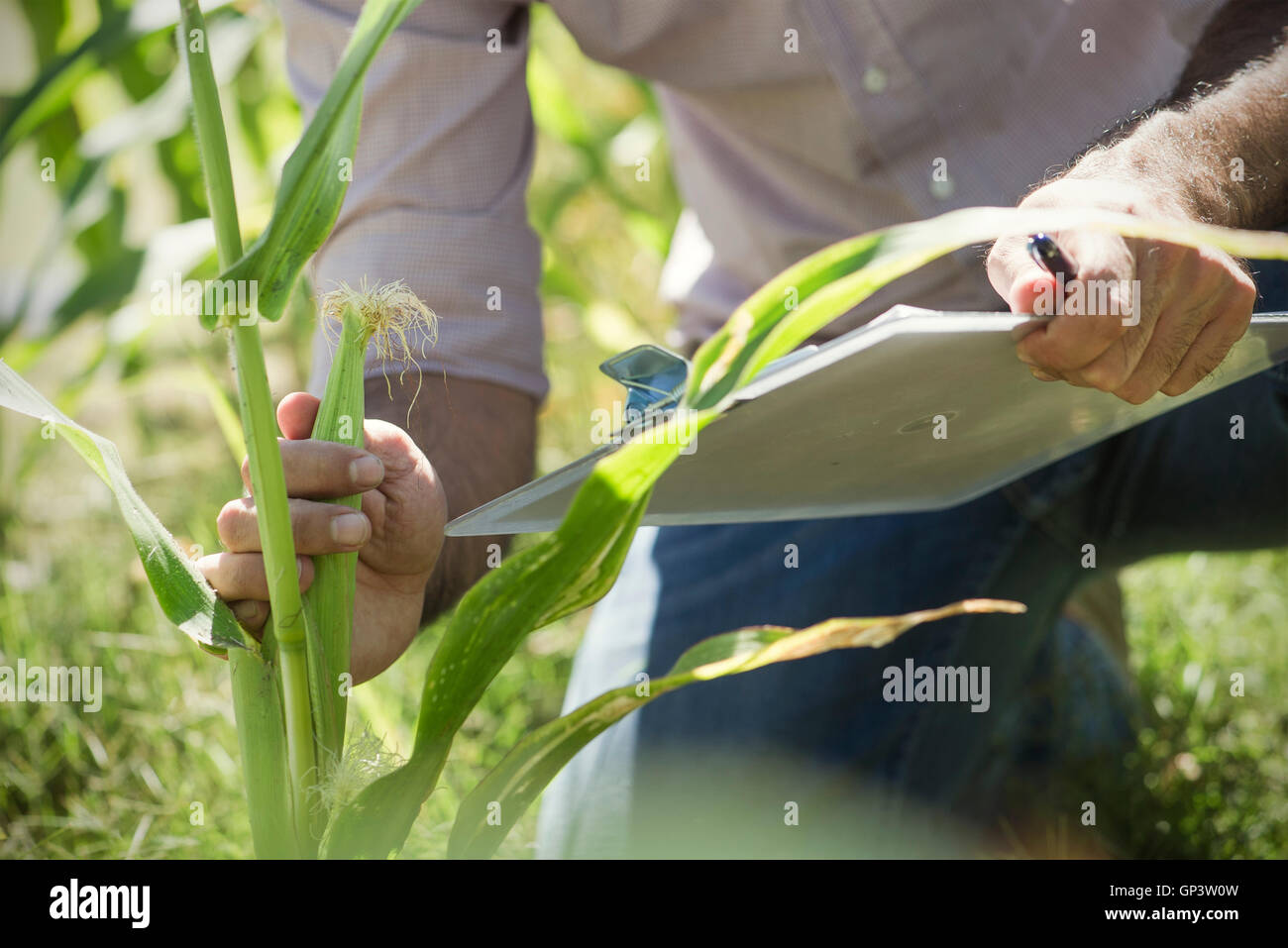 Close up farmer examining plants hi-res stock photography and images ...