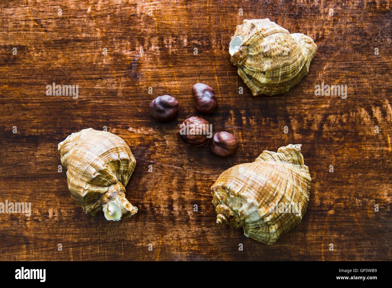 Sea shells on a dark wood background Stock Photo - Alamy