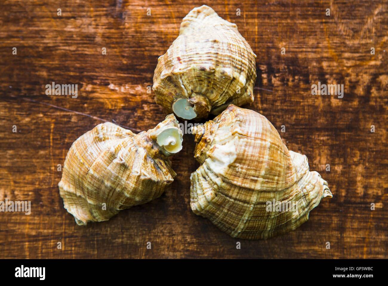 Sea shells on a dark wood background Stock Photo - Alamy