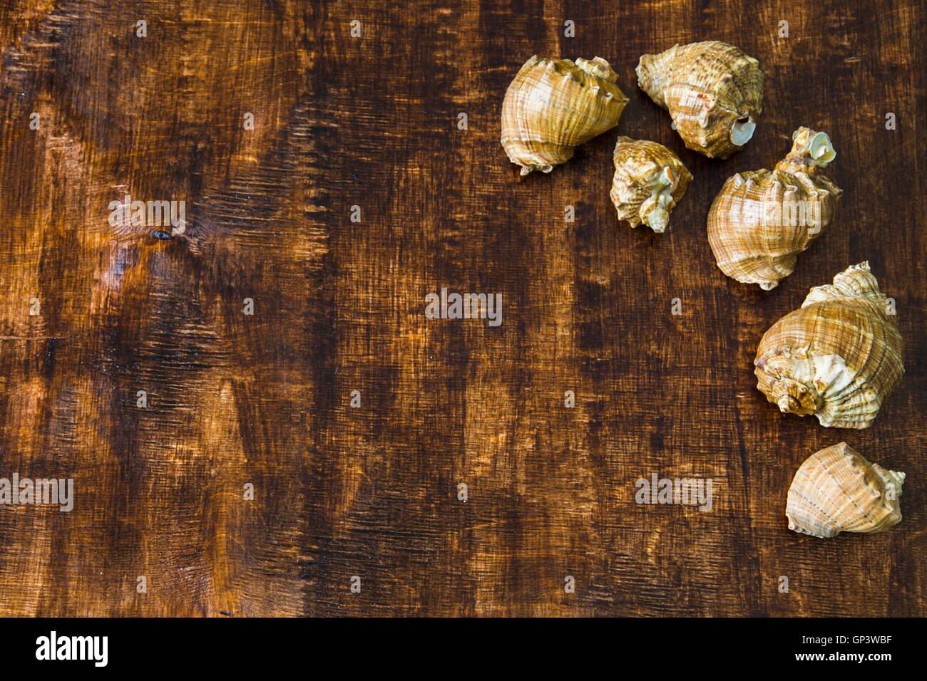 Sea shells on a dark wood background Stock Photo - Alamy