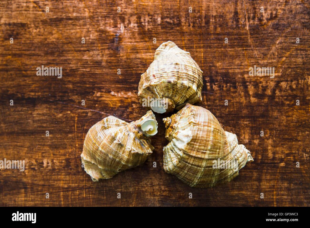 Sea shells on a dark old plank background Stock Photo - Alamy