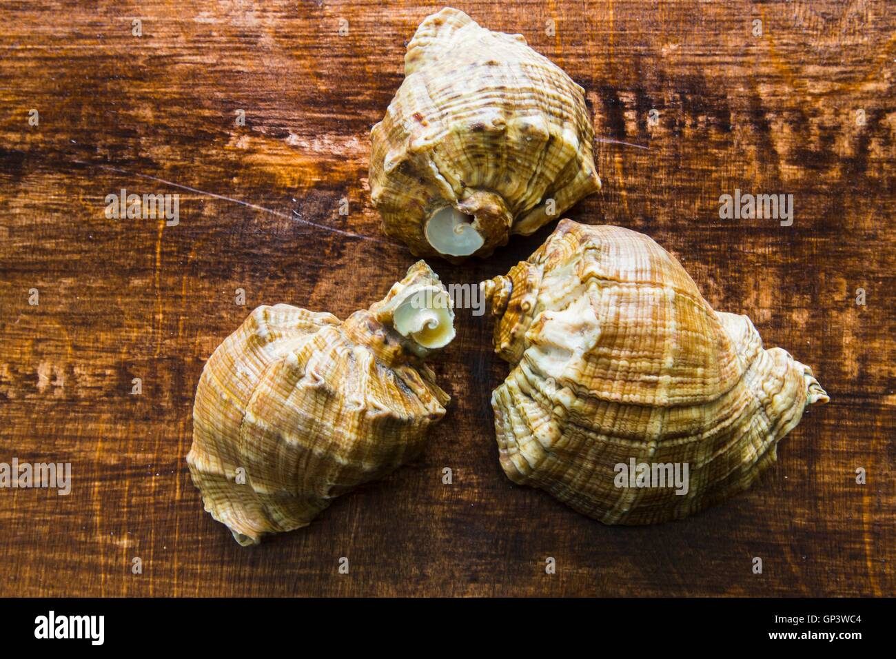 Sea shells on a dark old plank background Stock Photo - Alamy