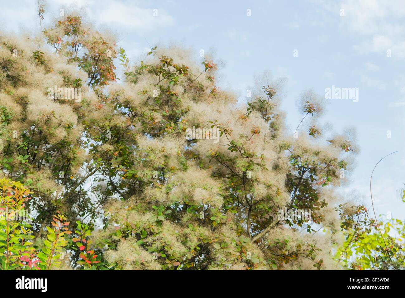 Smoketree bloom, Cotinus coggygria Stock Photo - Alamy