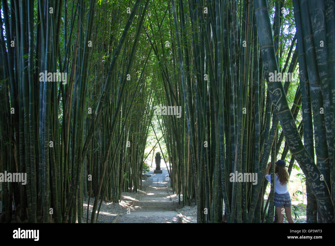 Bamboo avenue walk at Crystal castle and Shambhala gardens, Mullumbimby ...