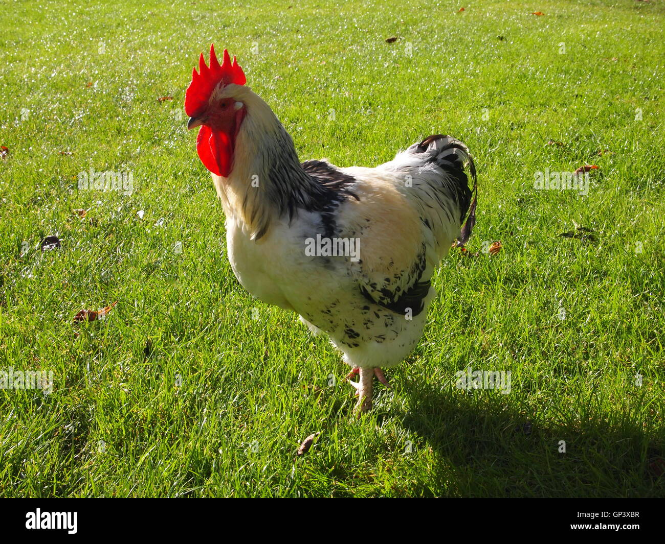 Black Cockerel High Resolution Stock Photography and Images - Alamy