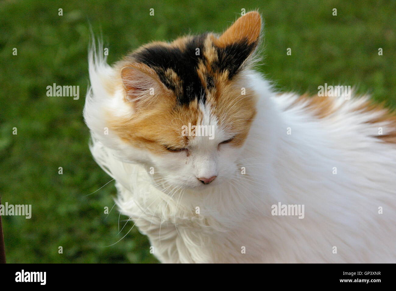 Tan cat hi-res stock photography and images - Alamy