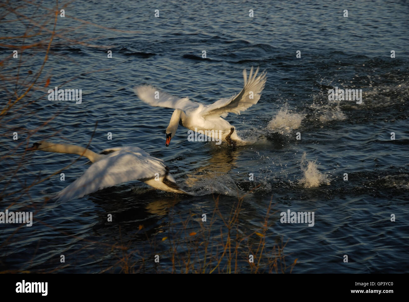 Two swans chasing hi-res stock photography and images - Alamy