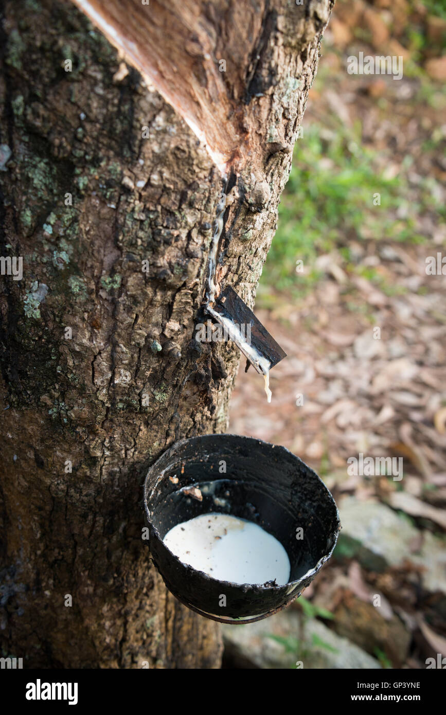 Rubber tapping hi-res stock photography and images - Alamy