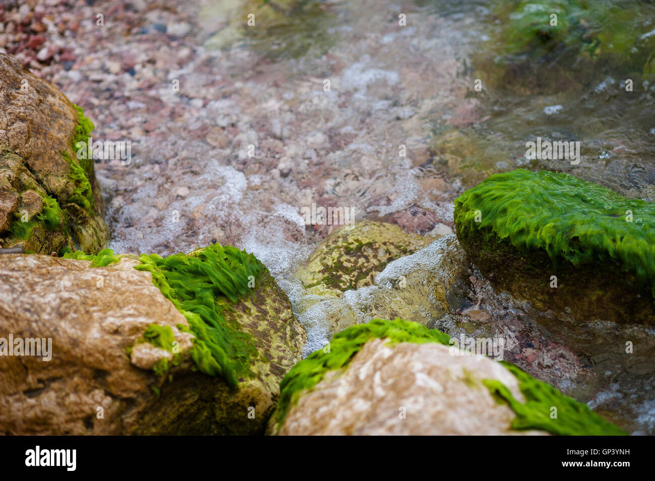 Green algae on water, sea at rocks Stock Photo - Alamy