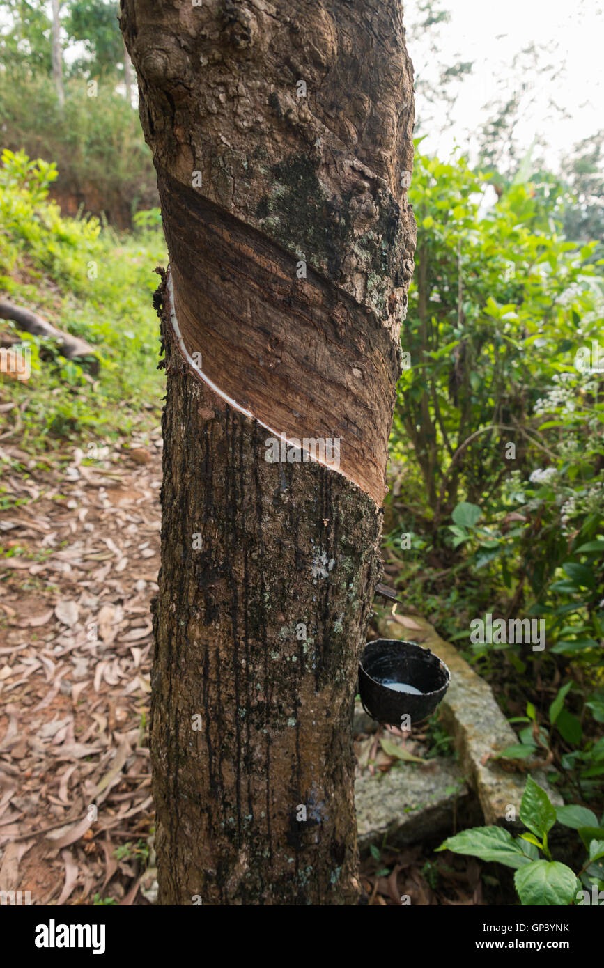Rubber tapping hi-res stock photography and images - Alamy