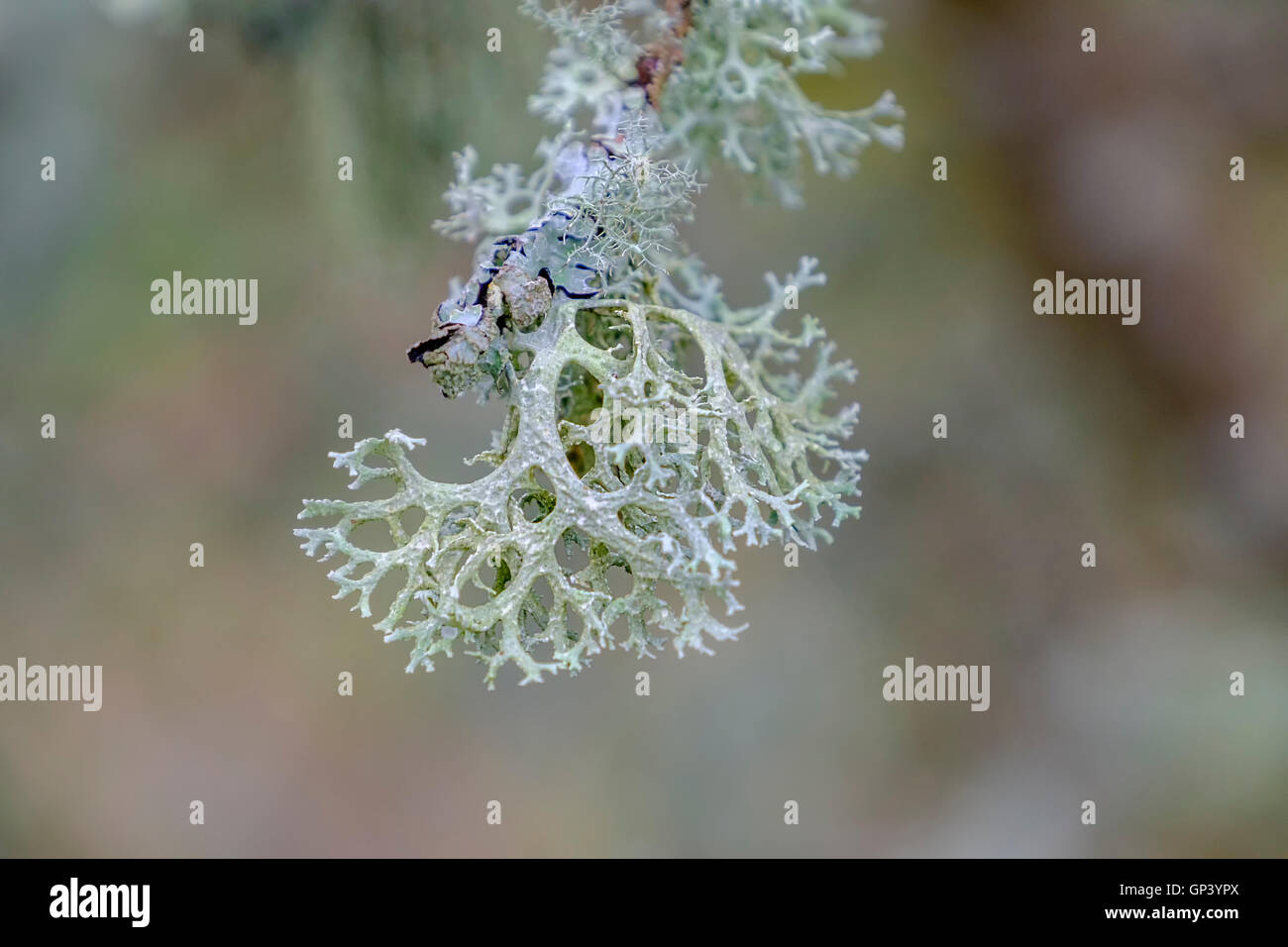 Fruticose lichen hi-res stock photography and images - Alamy