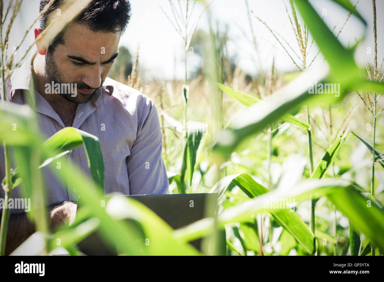 Researcher using laptop computer while collecting data in cornfield ...