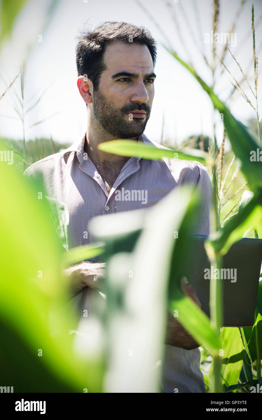 Scientist using laptop computer while collecting data in cornfield ...