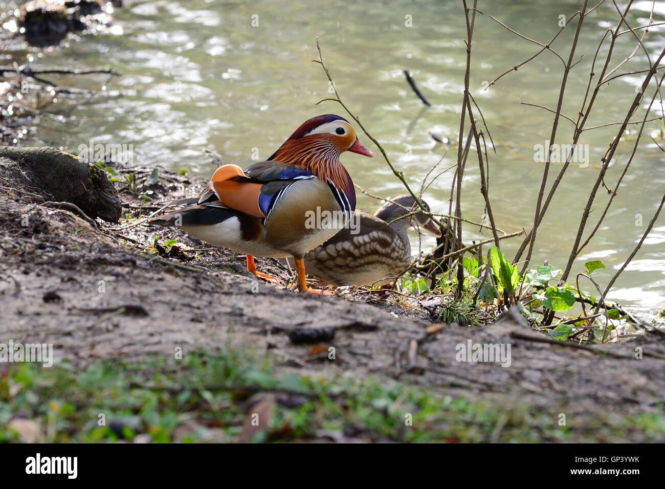 Mandarin ducks couple hi-res stock photography and images - Alamy
