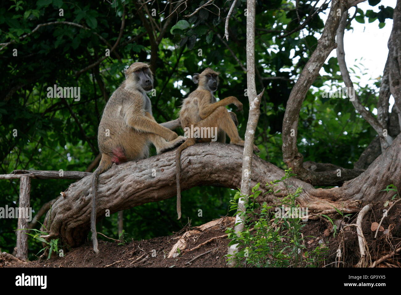 Wild monkey Africa field mammal animal Stock Photo - Alamy