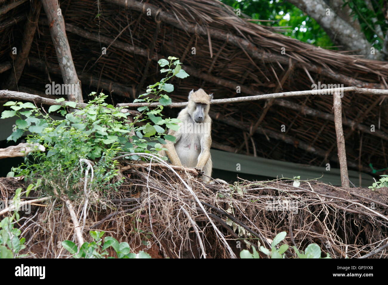 Wild monkey Africa field mammal animal Stock Photo - Alamy