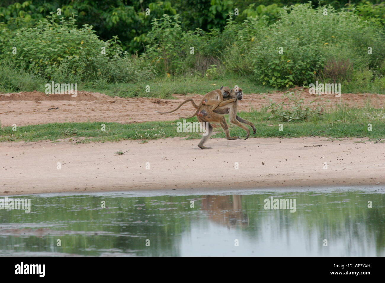 Wild monkey Africa field mammal animal Stock Photo - Alamy