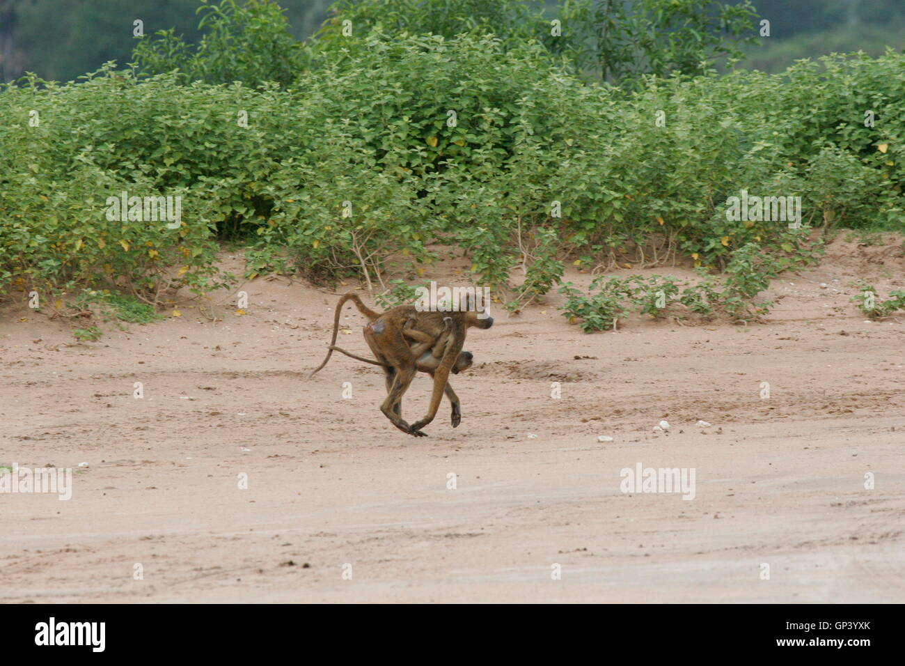 Wild monkey Africa field mammal animal Stock Photo - Alamy