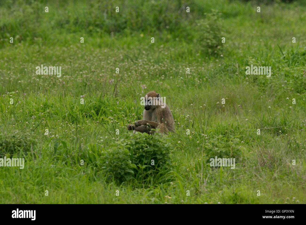 Wild monkey Africa field mammal animal Stock Photo - Alamy