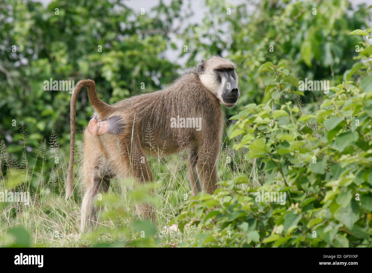 Wild monkey Africa field mammal animal Stock Photo - Alamy