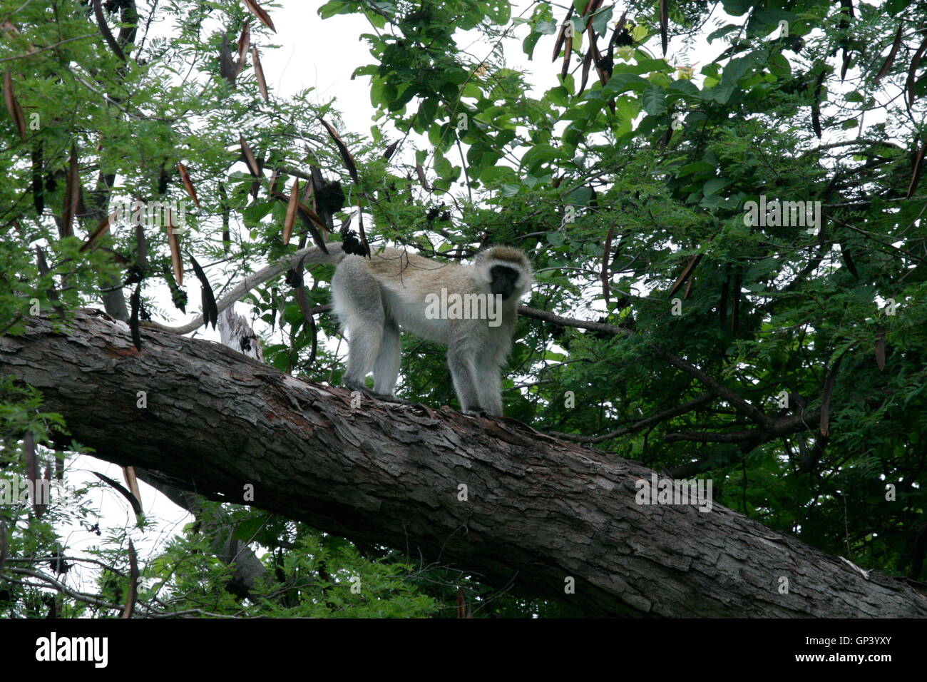 Wild monkey Africa field mammal animal Stock Photo - Alamy