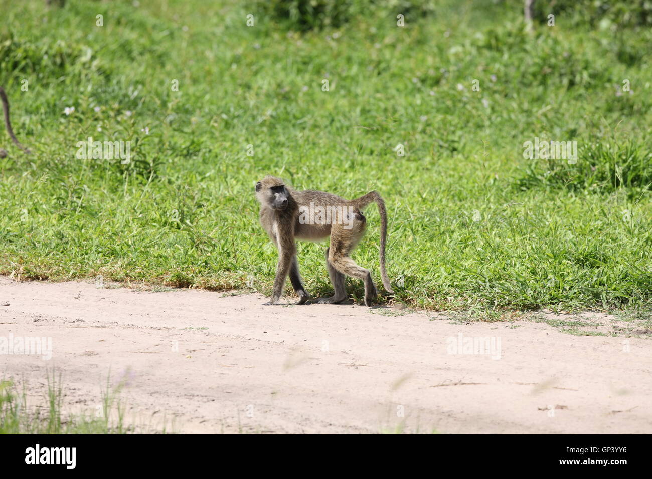 Wild monkey Africa field mammal animal Stock Photo - Alamy