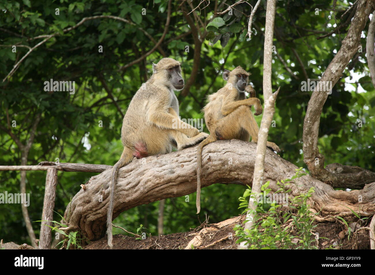 Wild monkey Africa field mammal animal Stock Photo - Alamy