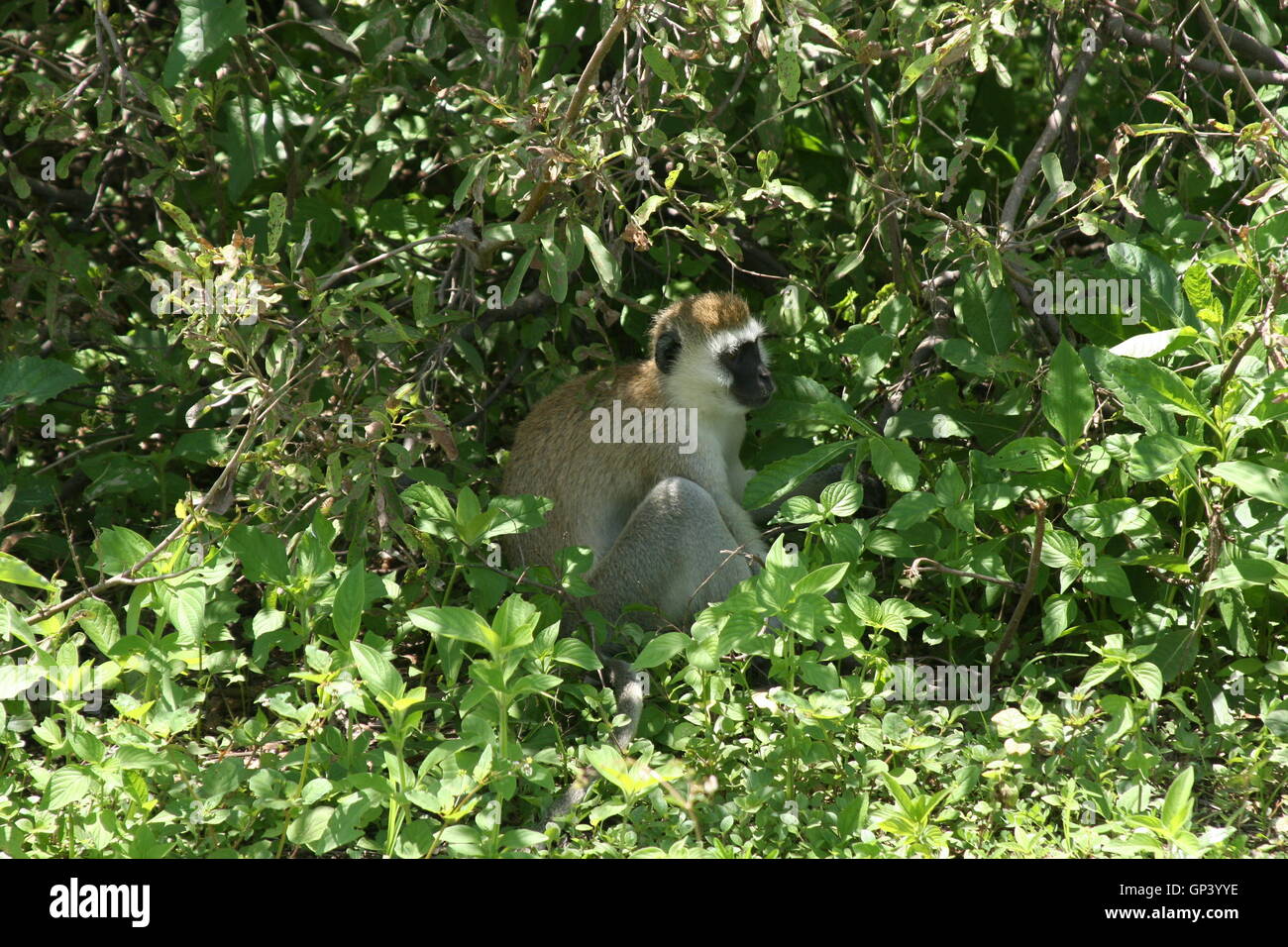Wild monkey Africa field mammal animal Stock Photo - Alamy