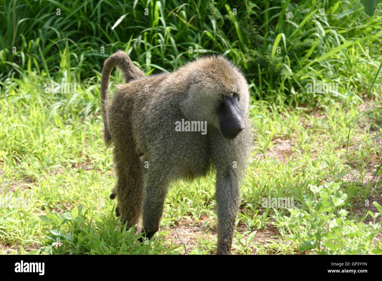 Wild monkey Africa field mammal animal Stock Photo - Alamy