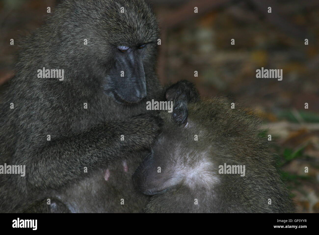 Wild monkey Africa field mammal animal Stock Photo - Alamy