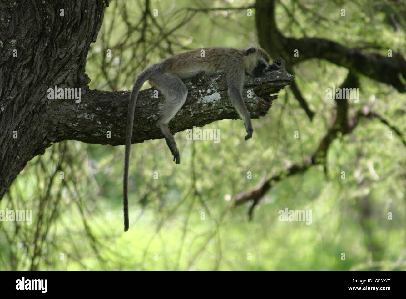 Wild monkey Africa field mammal animal Stock Photo - Alamy