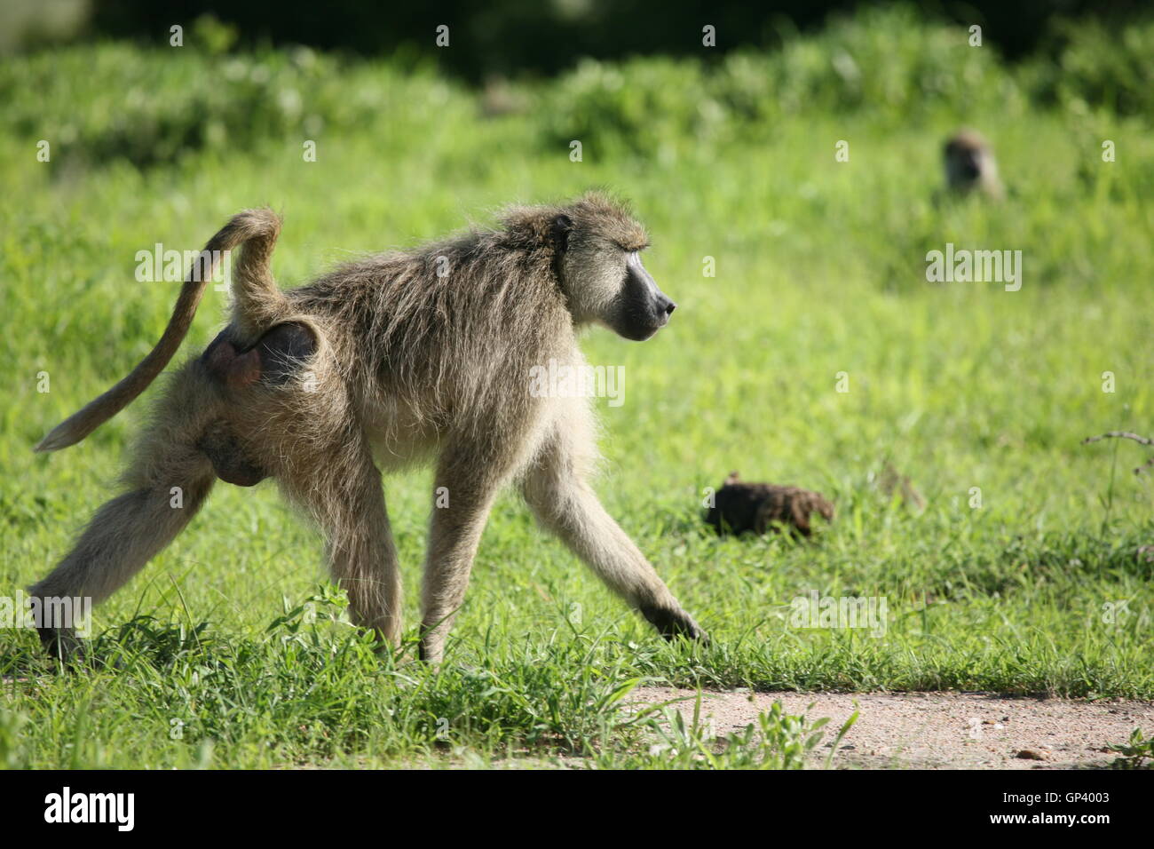 Wild monkey Africa field mammal animal Stock Photo - Alamy