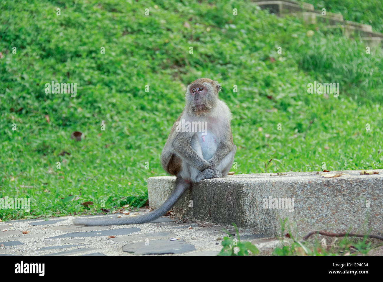 Monkey or ape is the common name of the chordate phylum. Mammal Stock ...