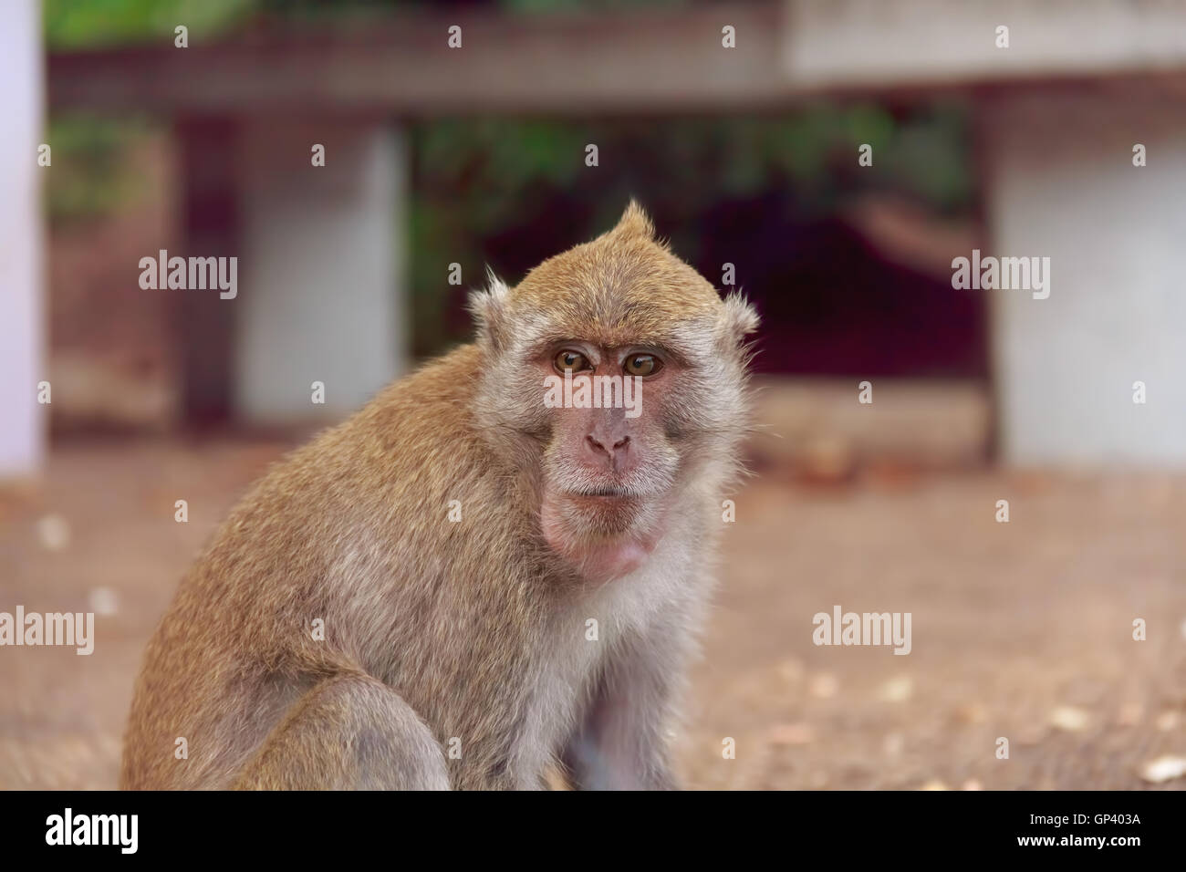 Monkey or ape is the common name of the chordate phylum. Mammal Stock ...