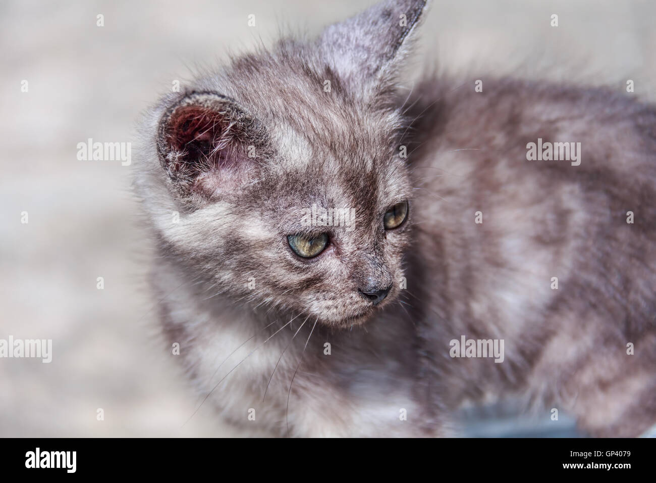 Cat or cats as pets mammals. The family Felidae family tree of the ...