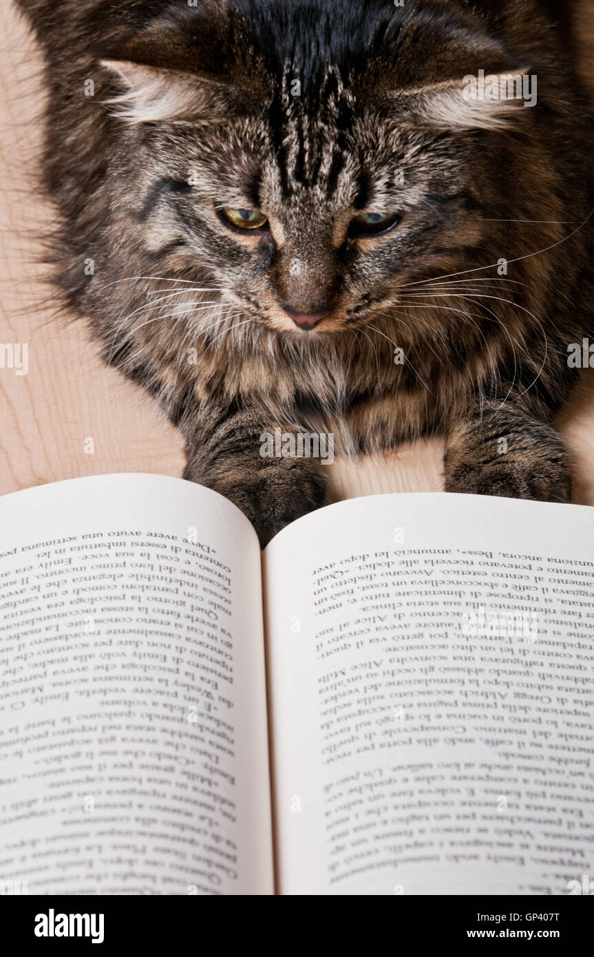 cat reading a book Stock Photo - Alamy