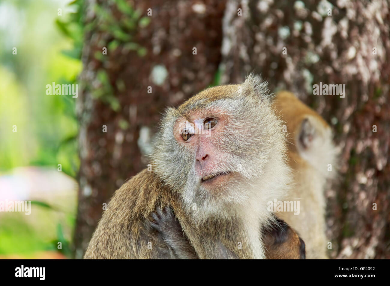 Monkey or ape is the common name of the chordate phylum. Mammal Stock ...