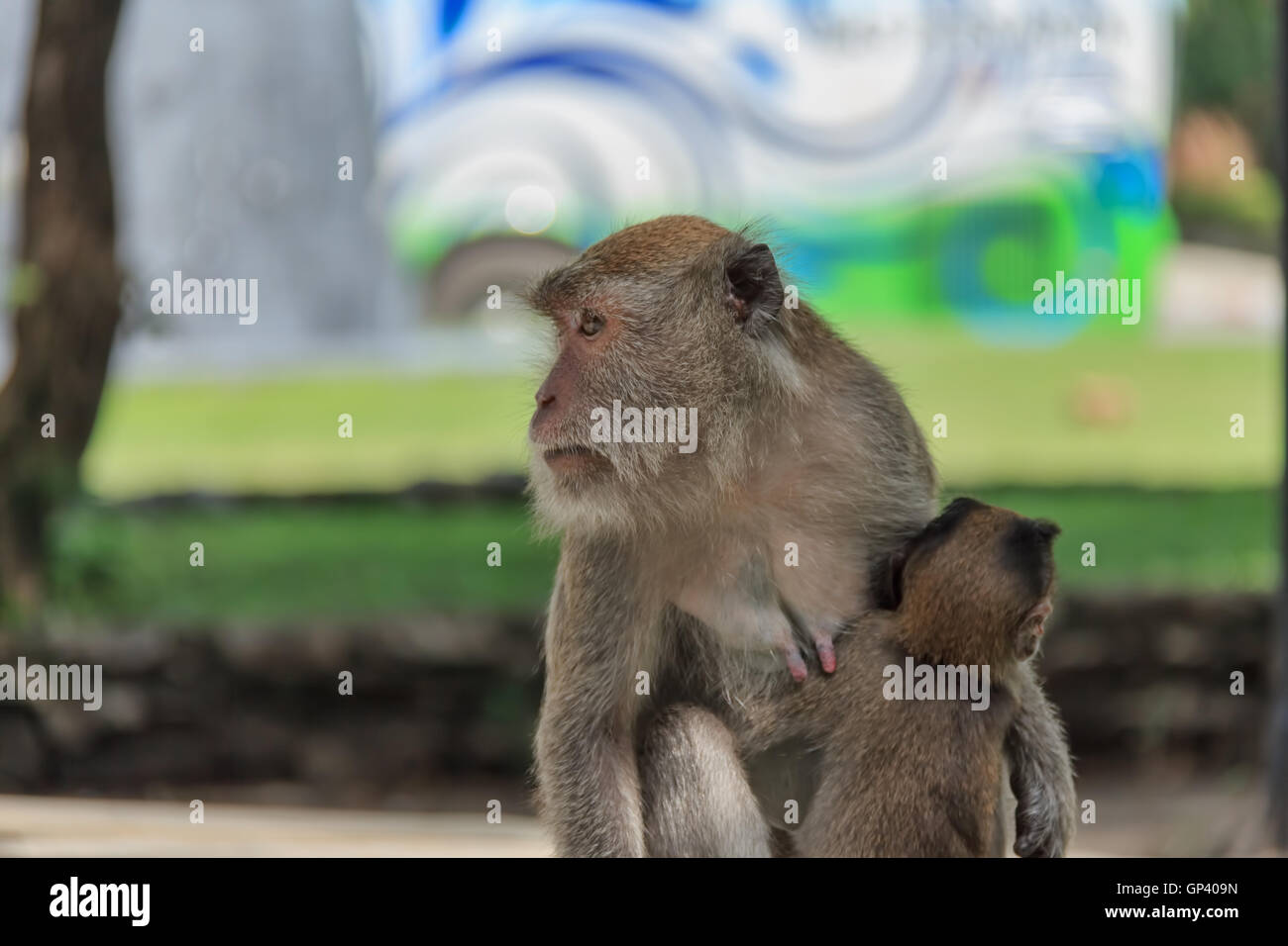 Monkey or ape is the common name of the chordate phylum. Mammal Stock ...