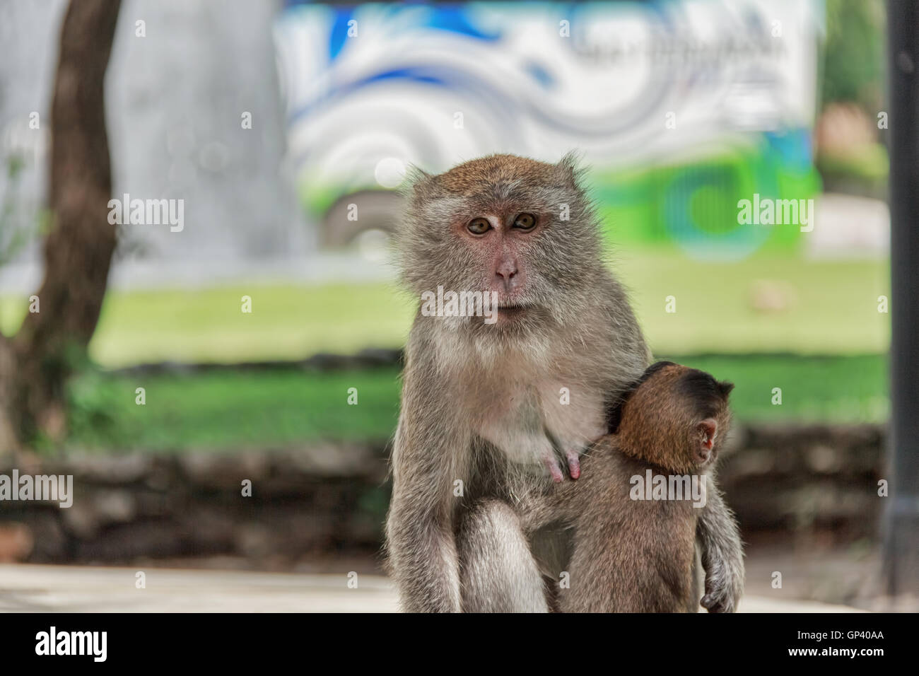 Monkey or ape is the common name of the chordate phylum. Mammal Stock ...