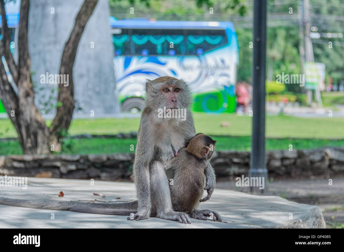 Monkey or ape is the common name of the chordate phylum. Mammal Stock ...