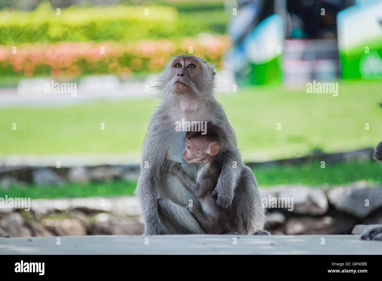 Monkey or ape is the common name of the chordate phylum. Mammal Stock ...