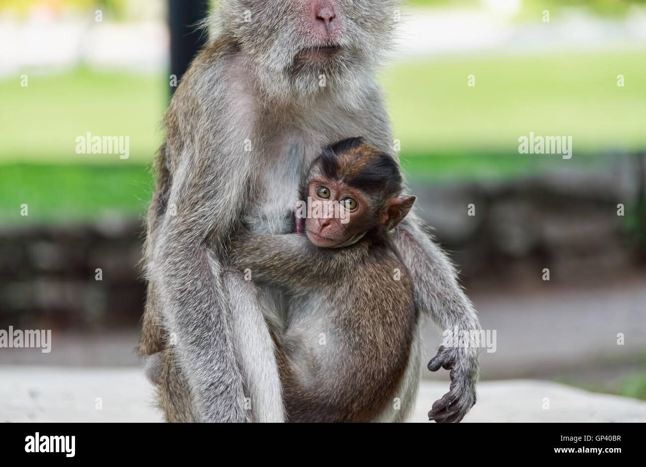 Monkey or ape is the common name of the chordate phylum. Mammal Stock ...