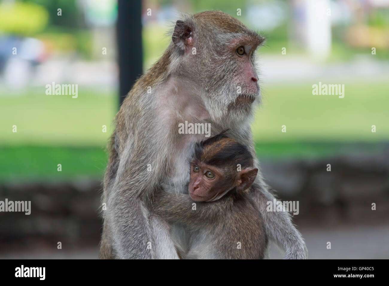 Monkey or ape is the common name of the chordate phylum. Mammal Stock ...