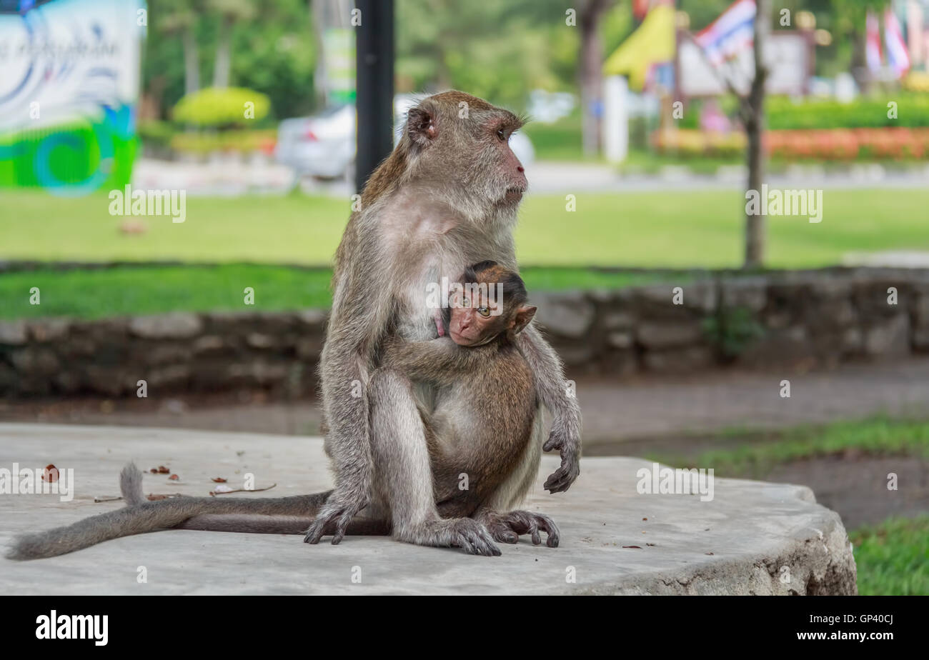 Monkey or ape is the common name of the chordate phylum. Mammal Stock ...