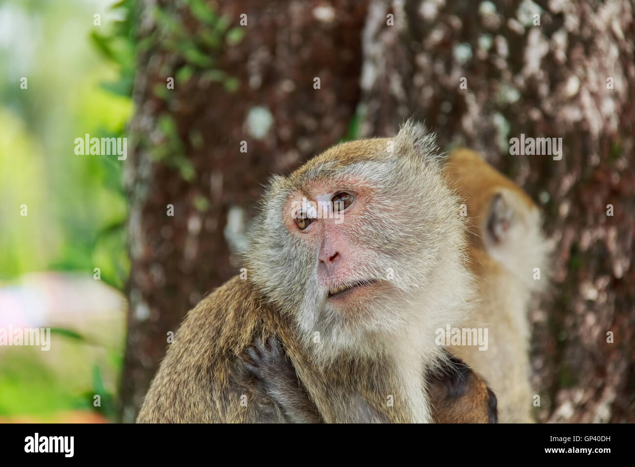 Monkey or ape is the common name of the chordate phylum. Mammal Stock ...