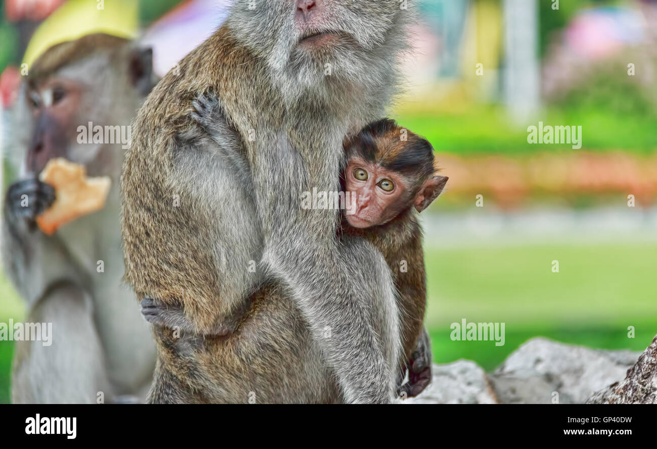 Monkey or ape is the common name of the chordate phylum. Mammal Stock ...