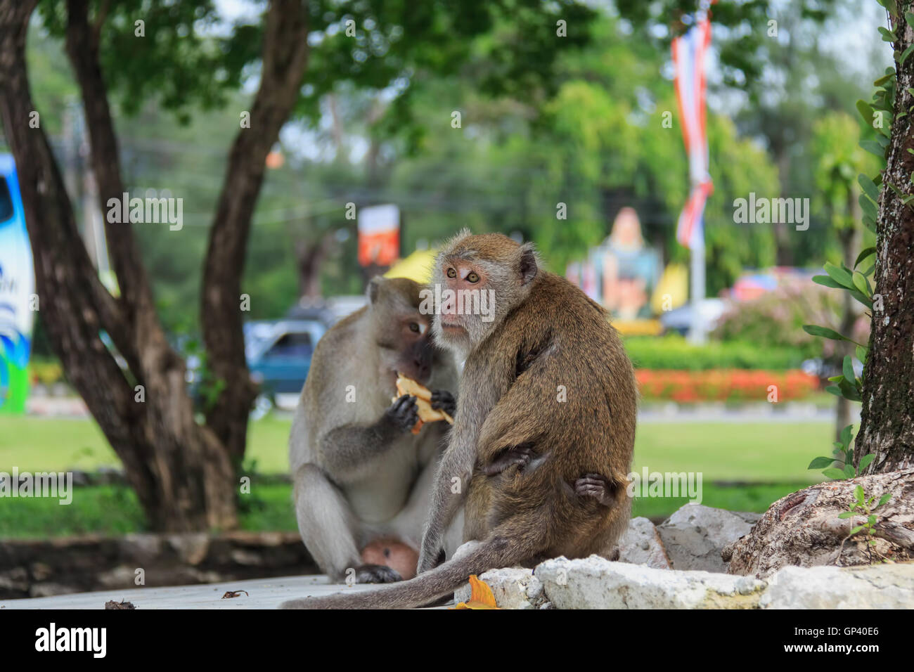 Monkey or ape is the common name of the chordate phylum. Mammal Stock ...