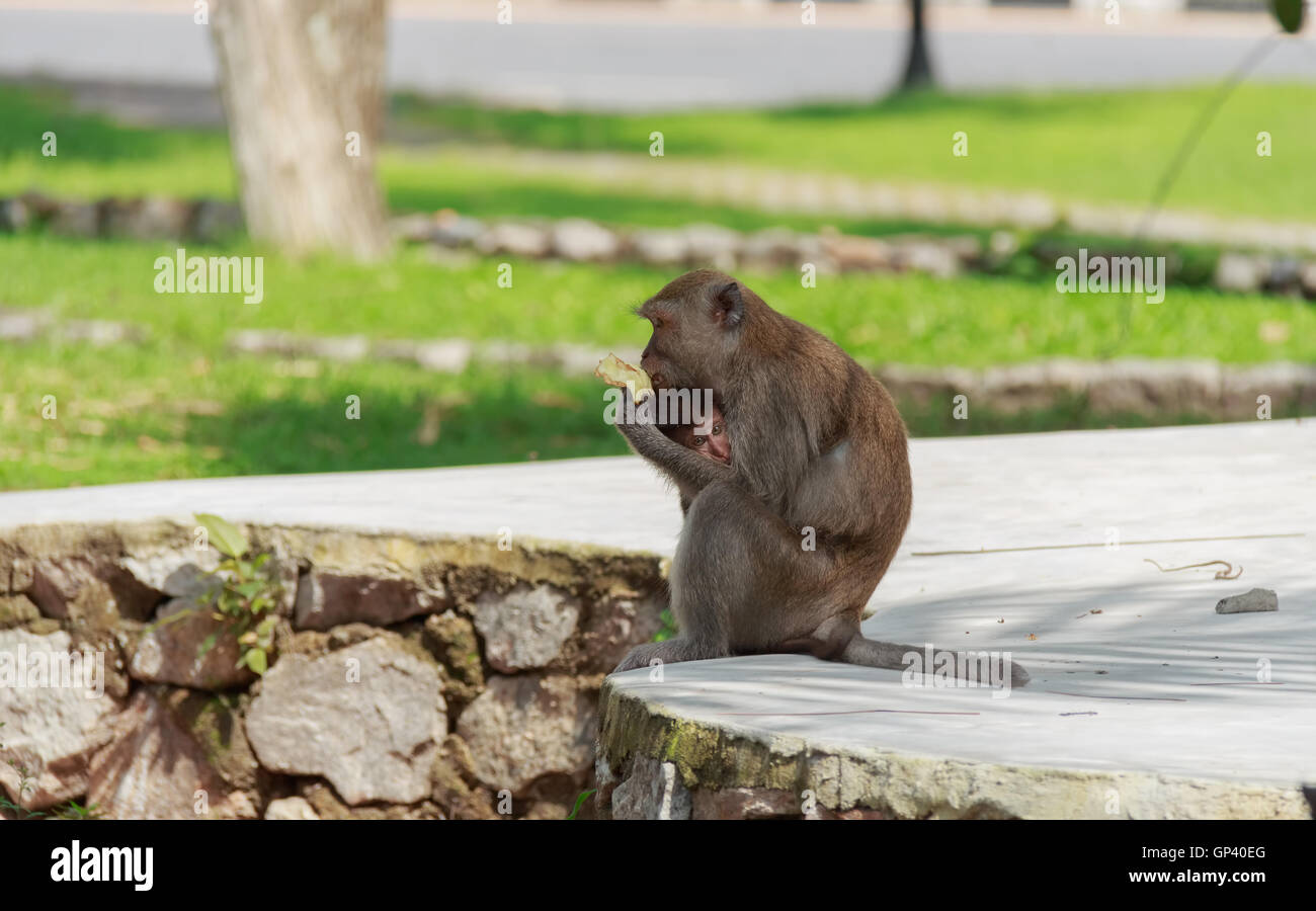 Monkey or ape is the common name of the chordate phylum. Mammal Stock ...