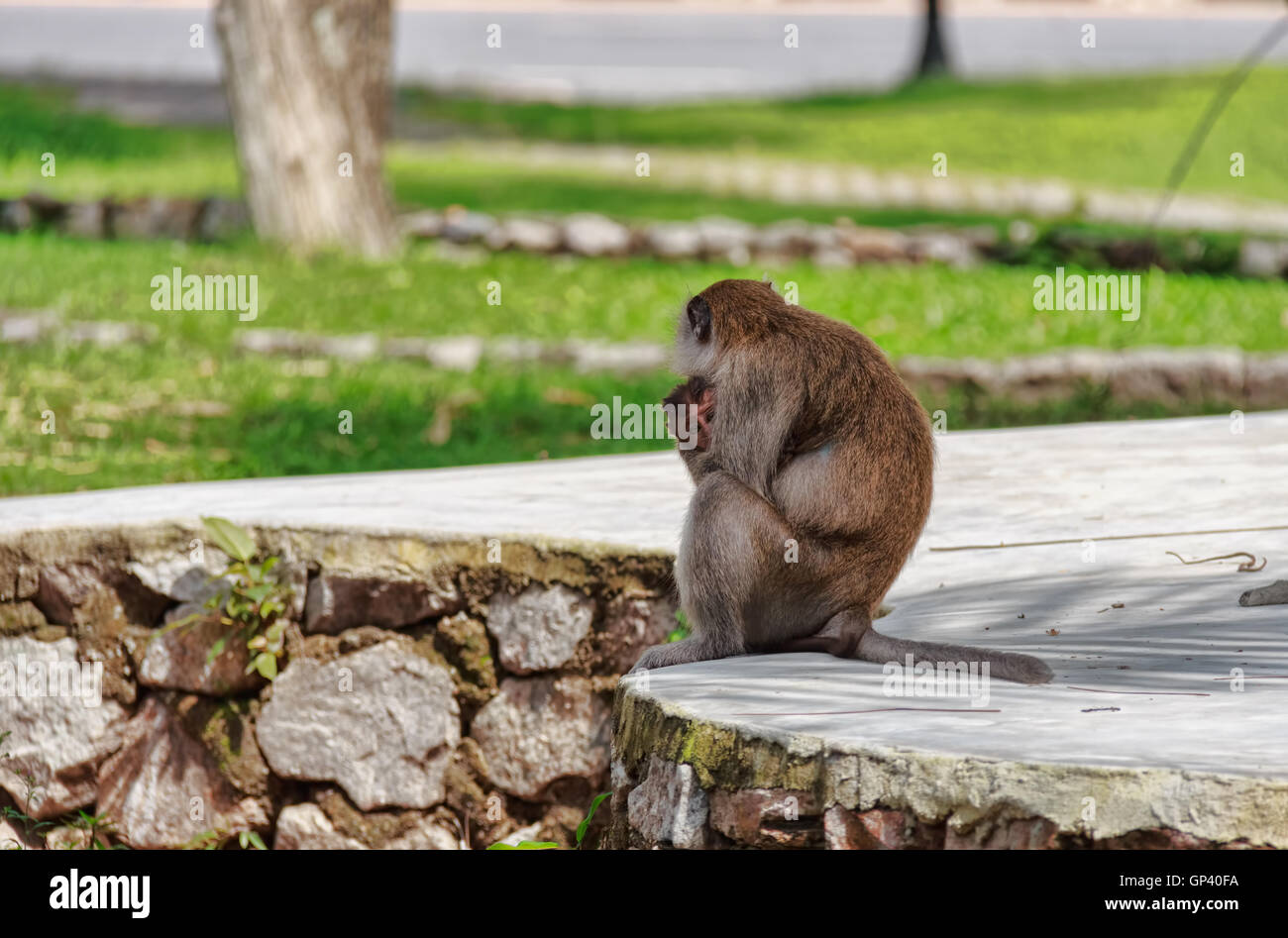 Monkey or ape is the common name of the chordate phylum. Mammal Stock ...