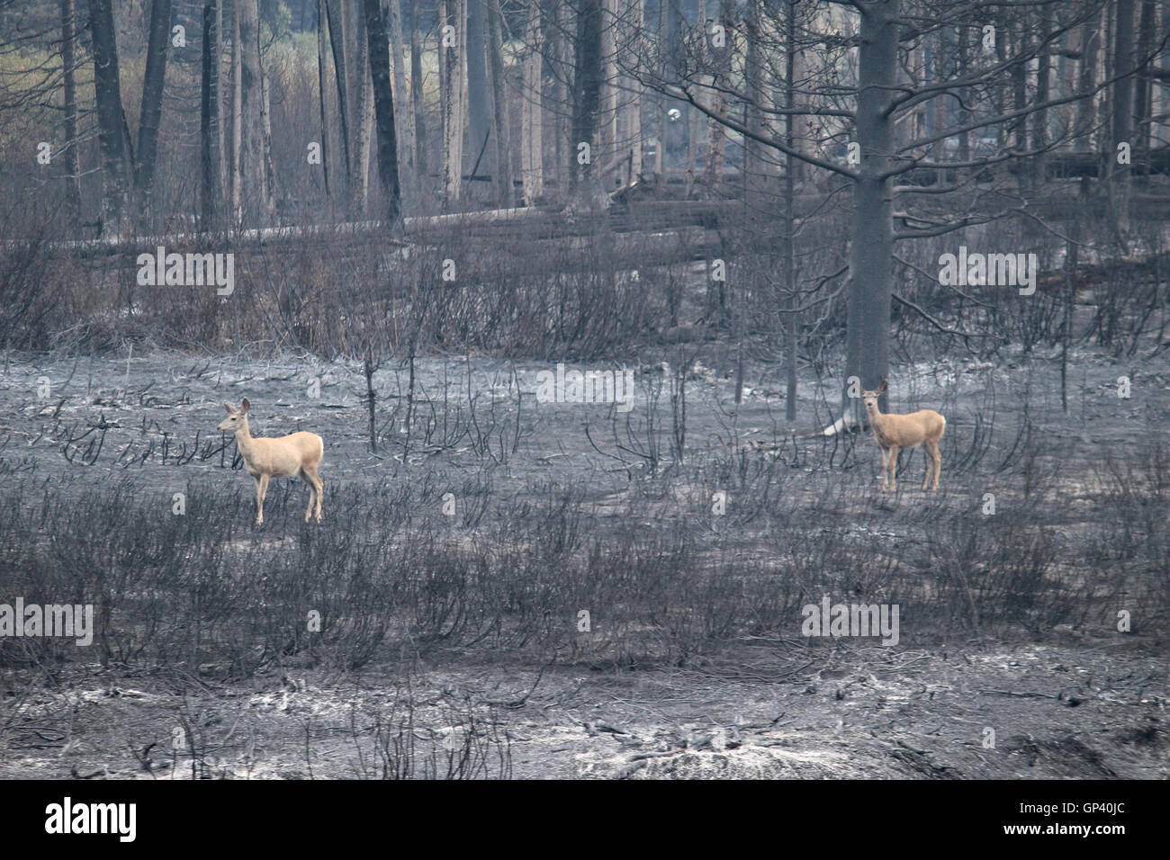 Deer walk through burned out forest from the Berry Fire burning in the ...